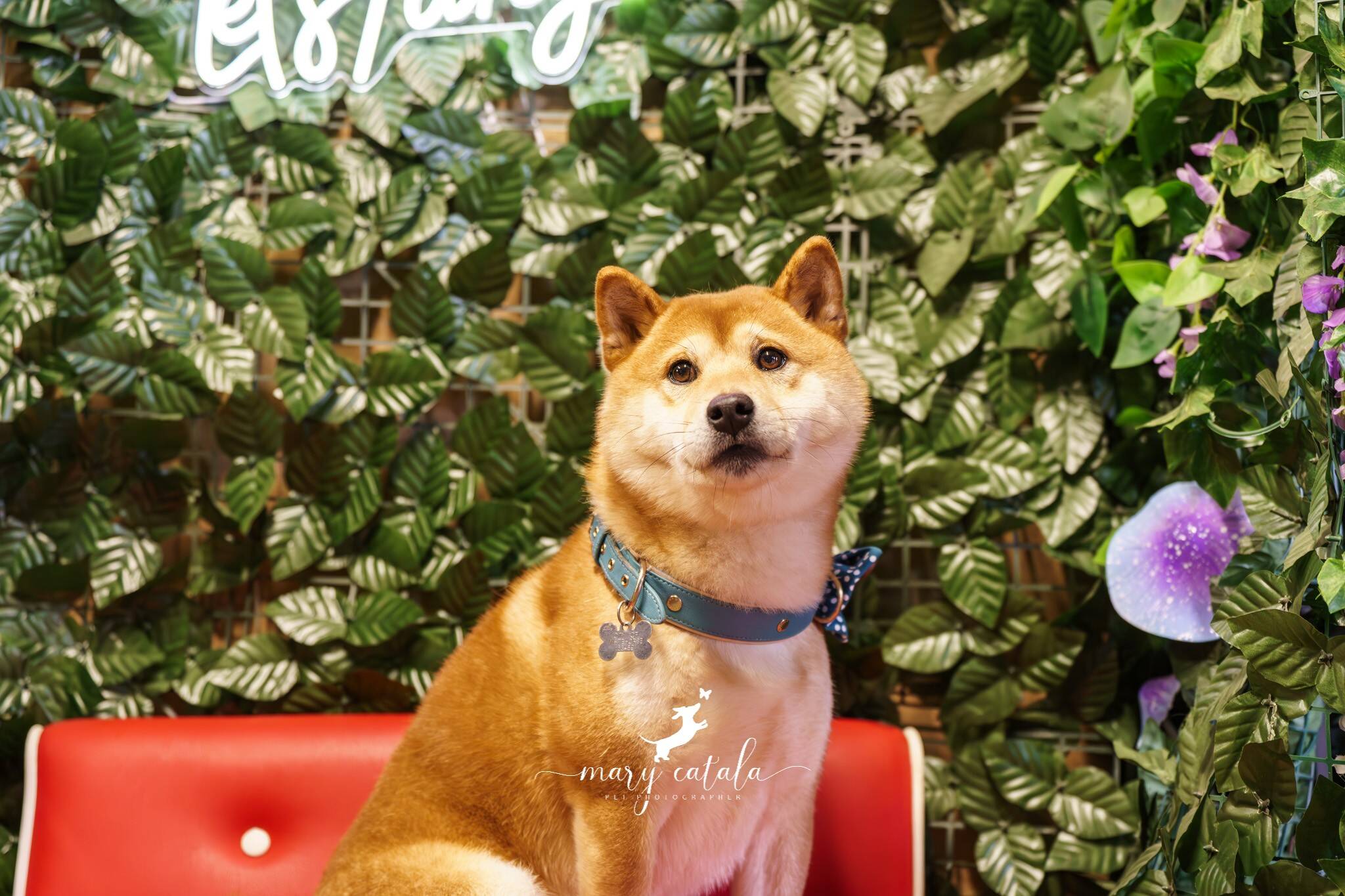 Dog Café in Melbourne | Miss Drew’s Dog Café