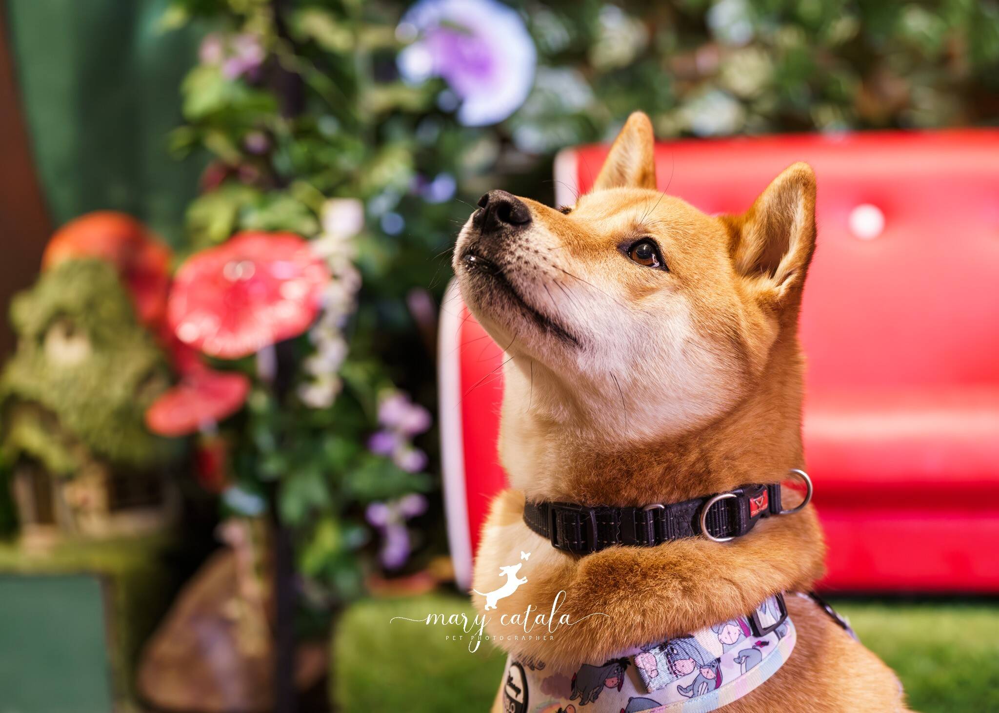 Dog Café in Melbourne | Miss Drew’s Dog Café