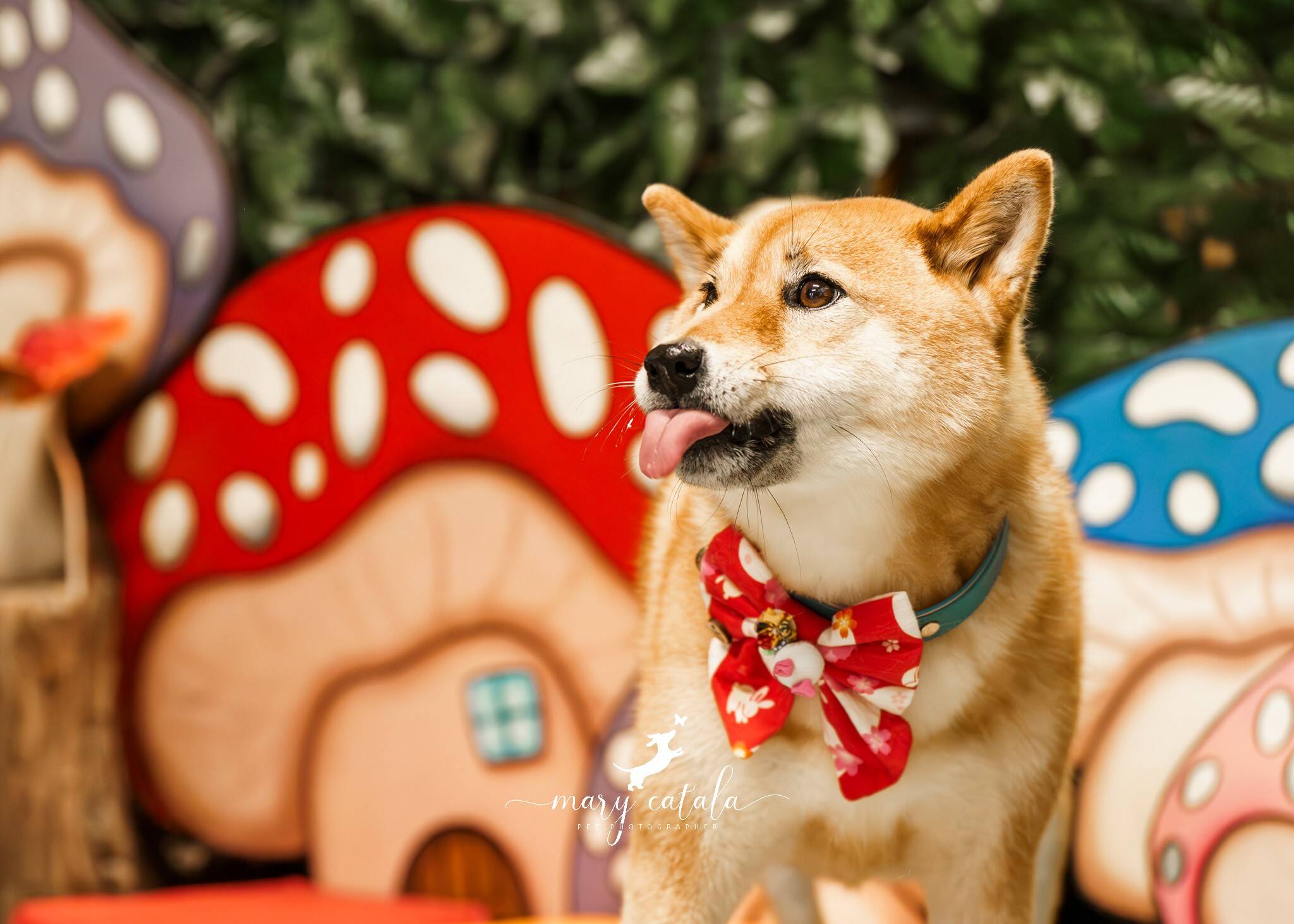 Dog Café in Melbourne | Miss Drew’s Dog Café