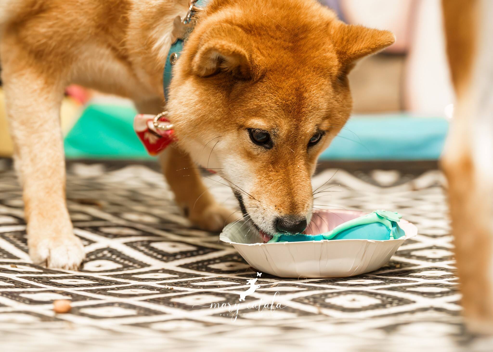 Dog Café in Melbourne | Miss Drew’s Dog Café