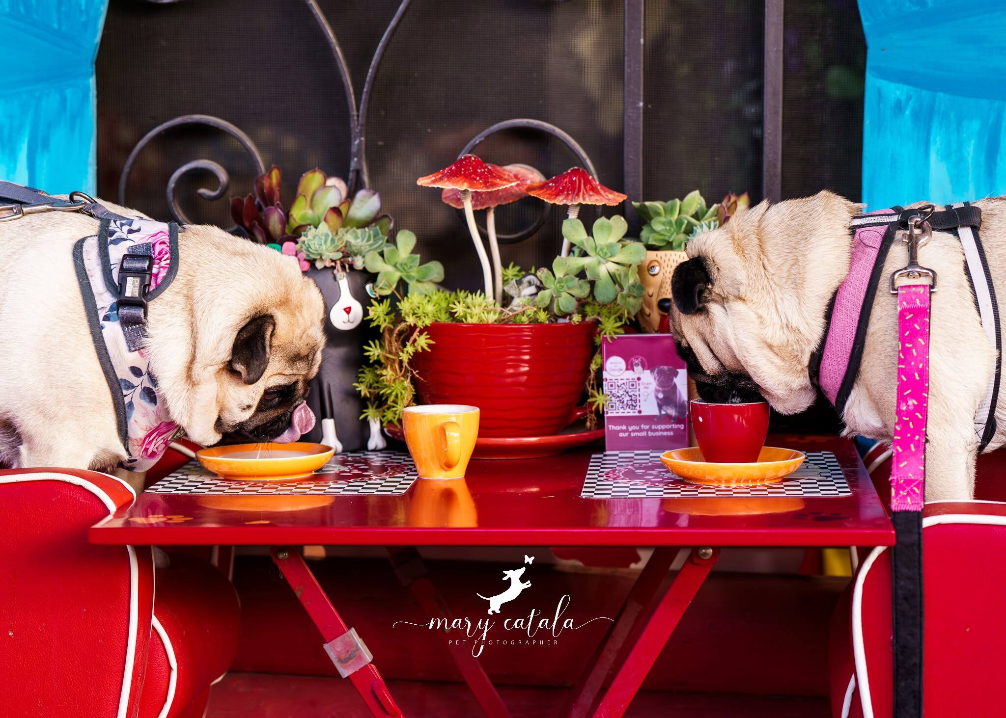 Dog Café in Melbourne | Miss Drew’s Dog Café