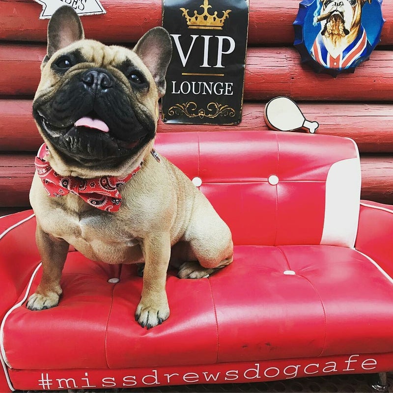 Dog Café in Melbourne | Miss Drew’s Dog Café